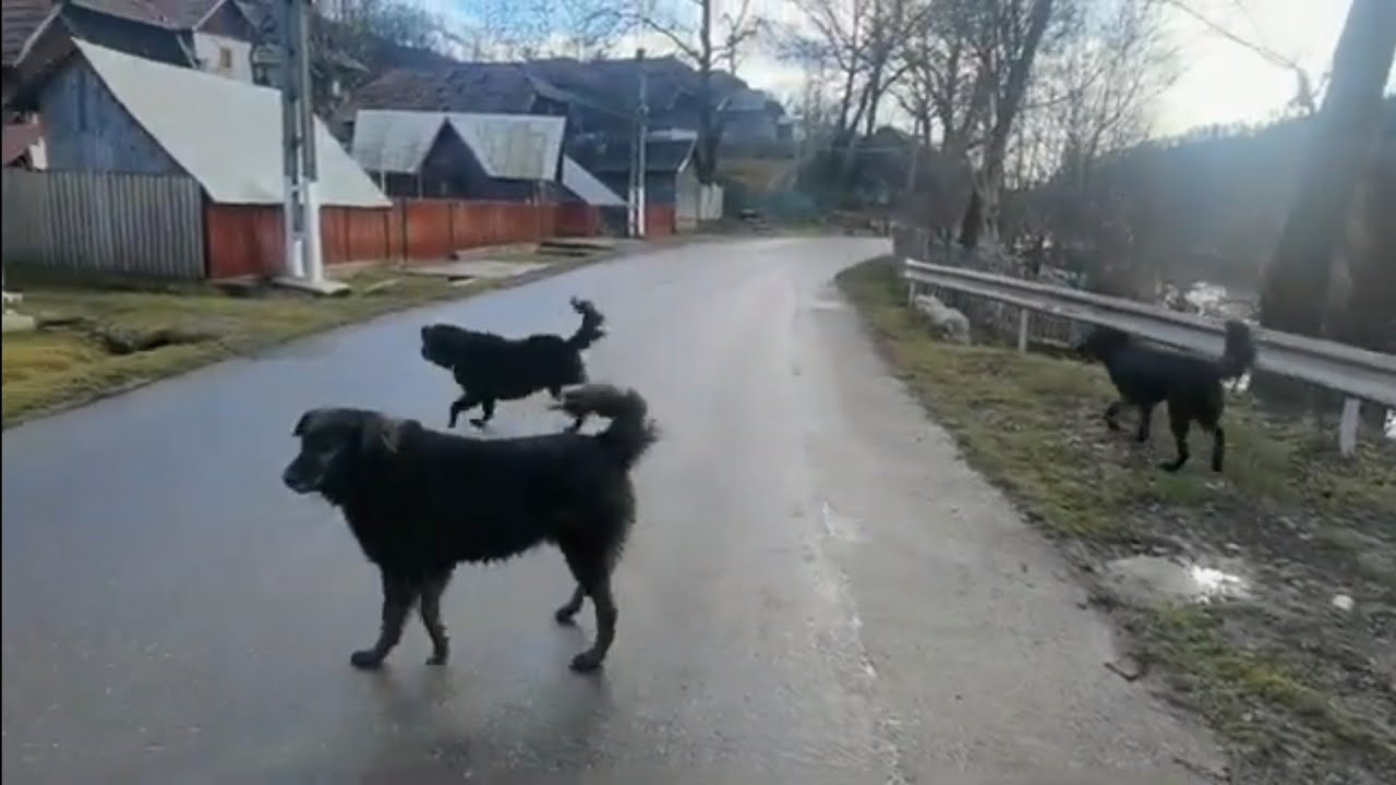 Sat autentic românesc la poalele munților. Am fost urmăriți de ditamai ...