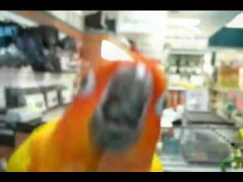 Death Metal Bird - YouTube