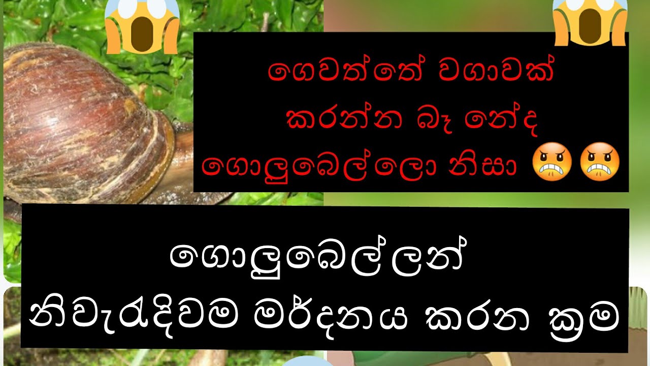 Golubellan palanaya / Golubellan mardanaya 🐌🐌🐌🐌🐌 #Agriculture / Krushi ...