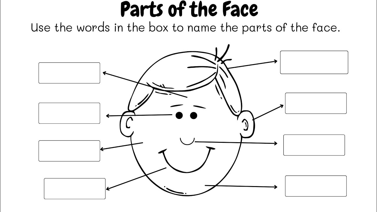 Parts of the body flashcards | parts of the body for kids | parts of ...