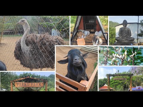 PEEKU PARK Yercaud | Birds & Pets Farm | Yercaud Trip Vlog - YouTube