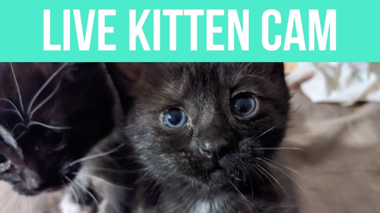 Day 25: Kitten Cam 2.0 - YouTube