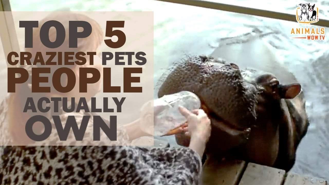 TOP 5 Of The Craziest Pets People Really Own! - YouTube
