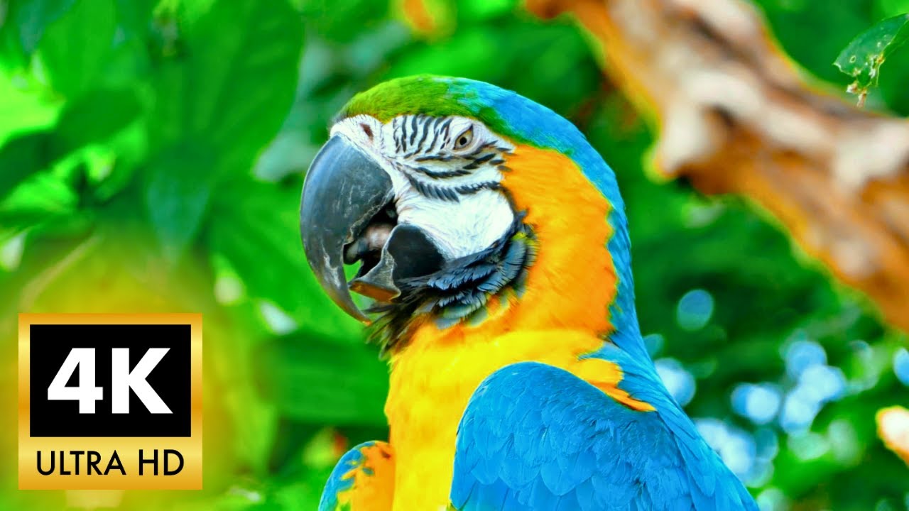 Amazing Animals 4K (Birds) Animals That Call The Jungle Home ...
