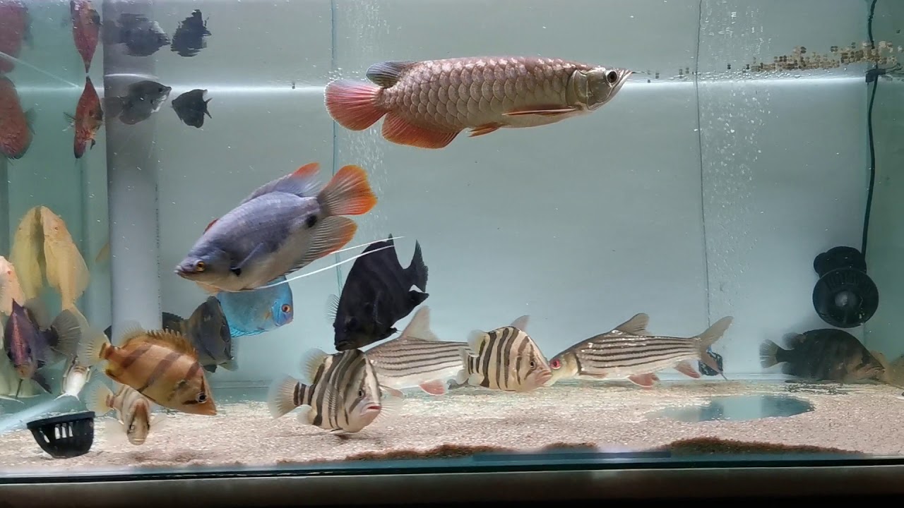 Arowana, indonesian tiger (IT) , northern thailand tiger (NTT), kaloi ...