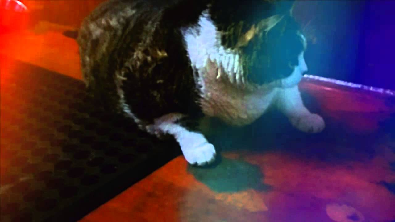 30lb cat. - YouTube