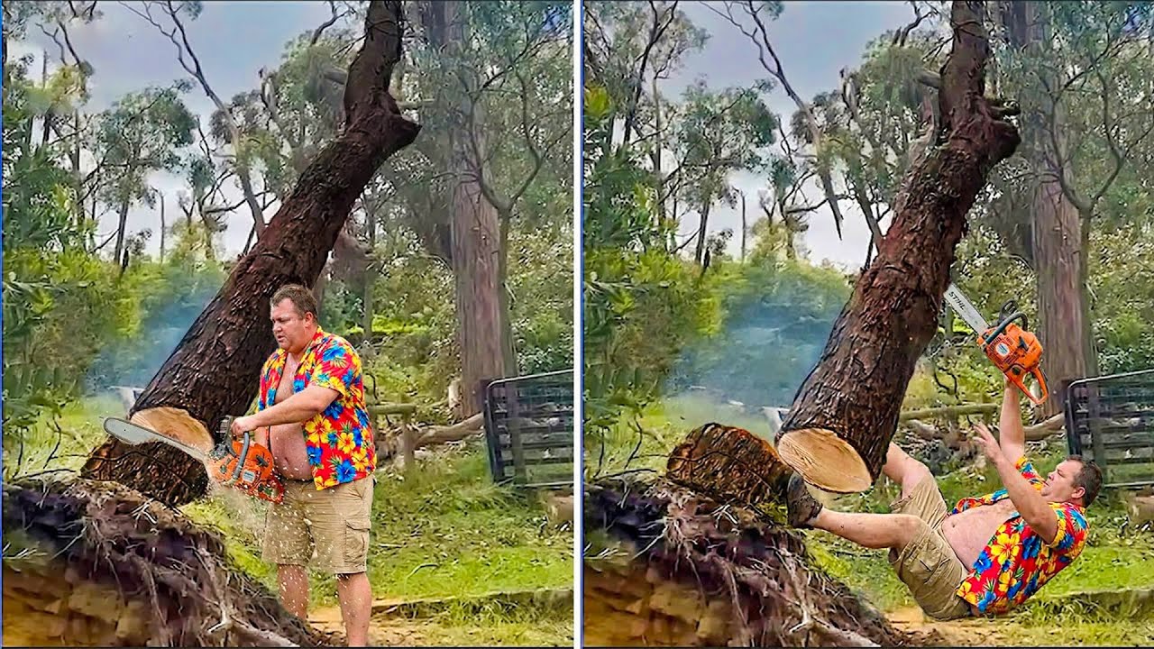 Dangerous Fastest Idiots Cutting Tree Fails Skill With Chainsaw : Tree ...