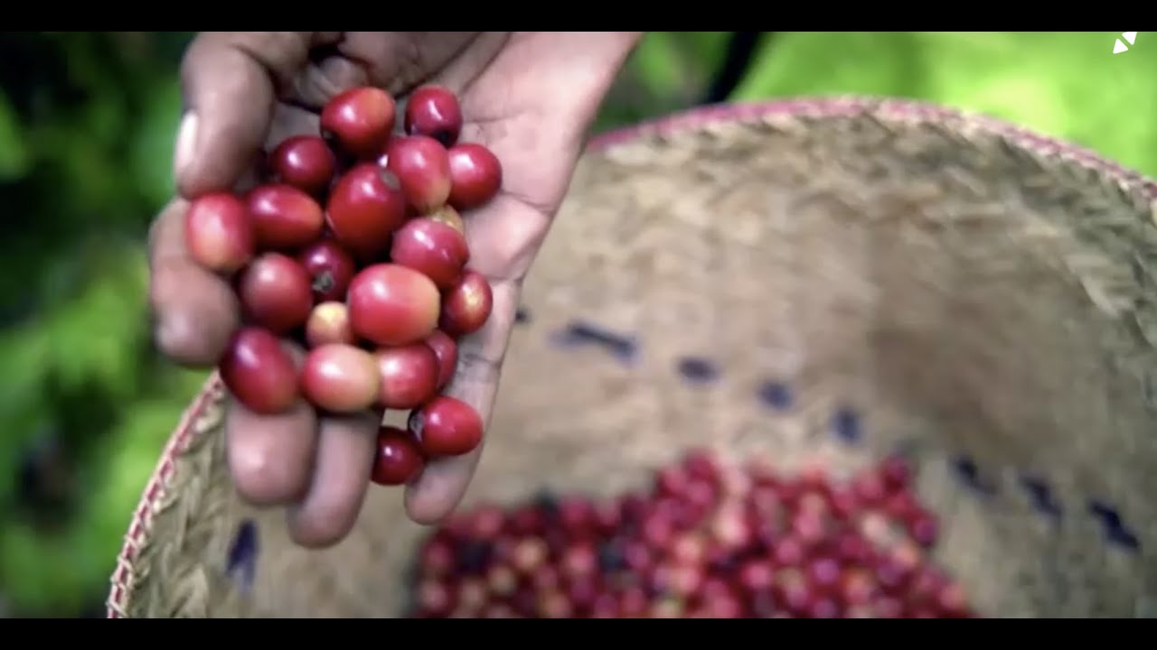 These coffee beans taste better with bat spit and bring in profits for ...