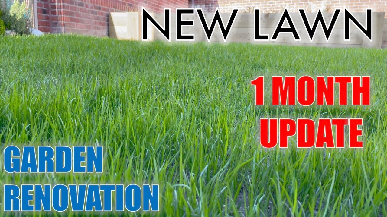 Seeding a NEW LAWN with Grass Seed - 1 Month Update - Garden Renovation ...