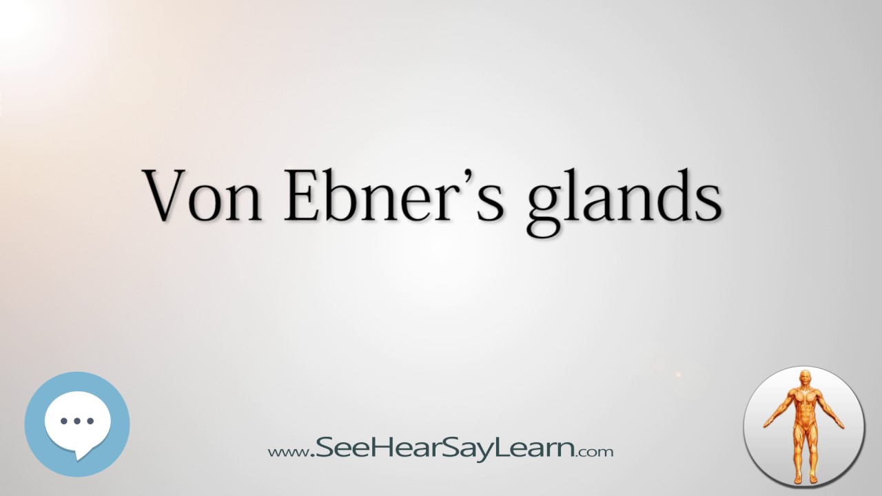 Von Ebner's glands Anatomy Named After People 🔊 - YouTube