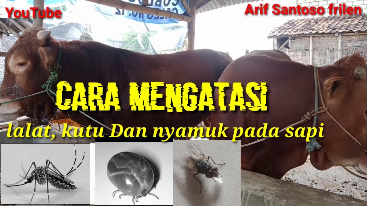 CARA MENGATASI || LALAT, KUTU DAN NYAMUK PADA SAPI!! - YouTube