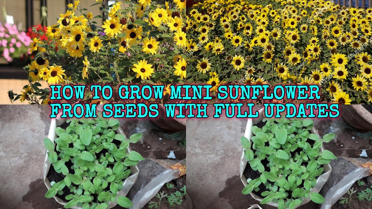 HOW TO GROW MINI SUNFLOWER FROM SEEDS WITH FULL UPDATES - YouTube
