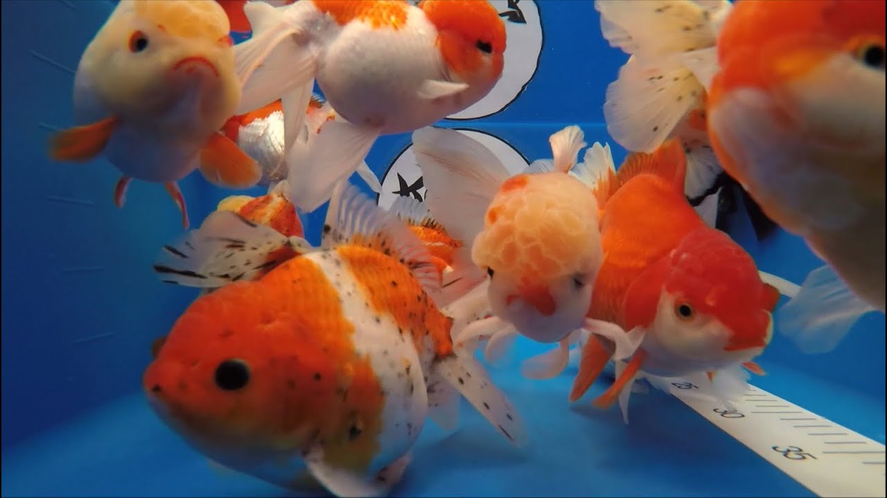 KOI 13 | Oranda Mix 16-20cm | 8/2023 - YouTube