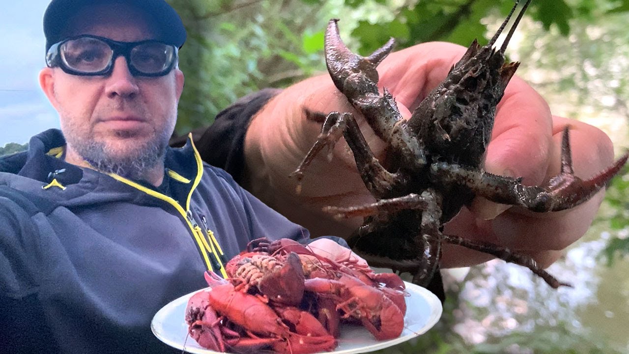 Catch & cook Signalkrebse / Signal Crayfish (Pacifastacus Leniusculus ...