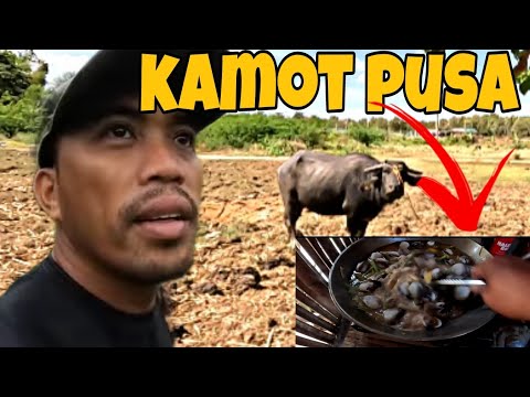KAMOT PUSA, ANG SARAP, @JaperSniperOfficial @lhanlhankulog2773 - YouTube