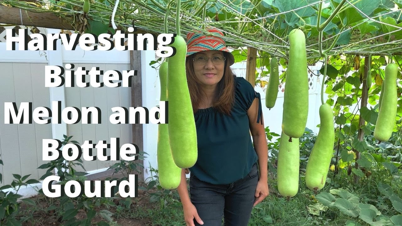 Mag Ani Ng Madaming Upo At Ampalaya | Tinderang Pinay Sa Maryland - YouTube