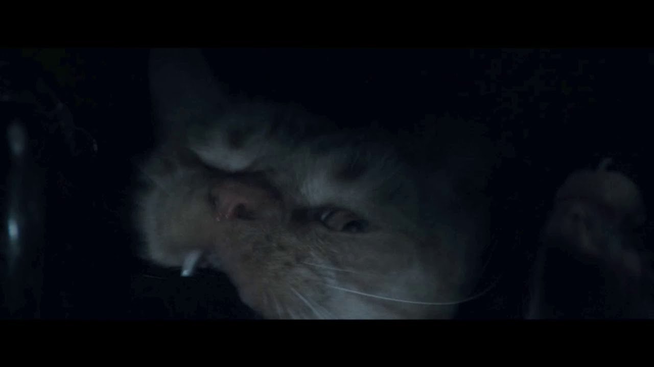 YTP: Alien 1979, Bonus Cat Situation - YouTube
