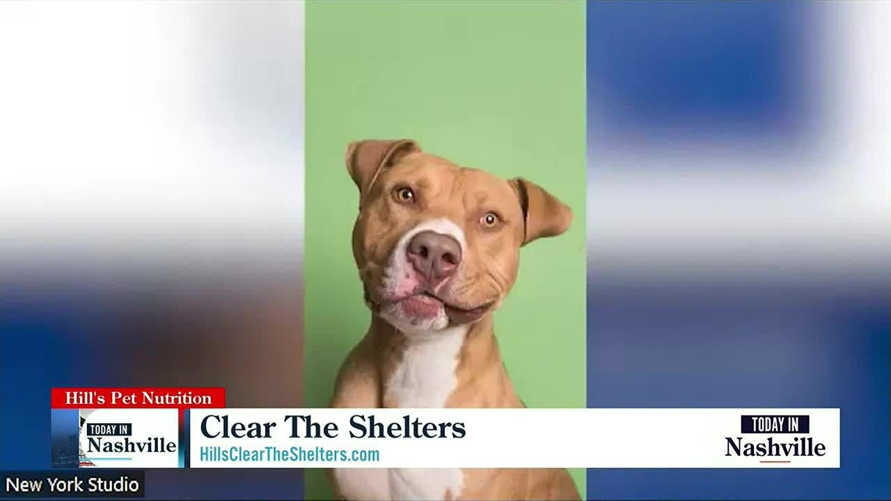 Hill's Pet Nutrition Helping End Pet Homelessness: Clear the Shelters ...