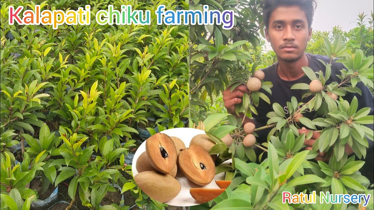 Kalapati chiku farming | 3 Lakh per acre income | Sapota farming# ...