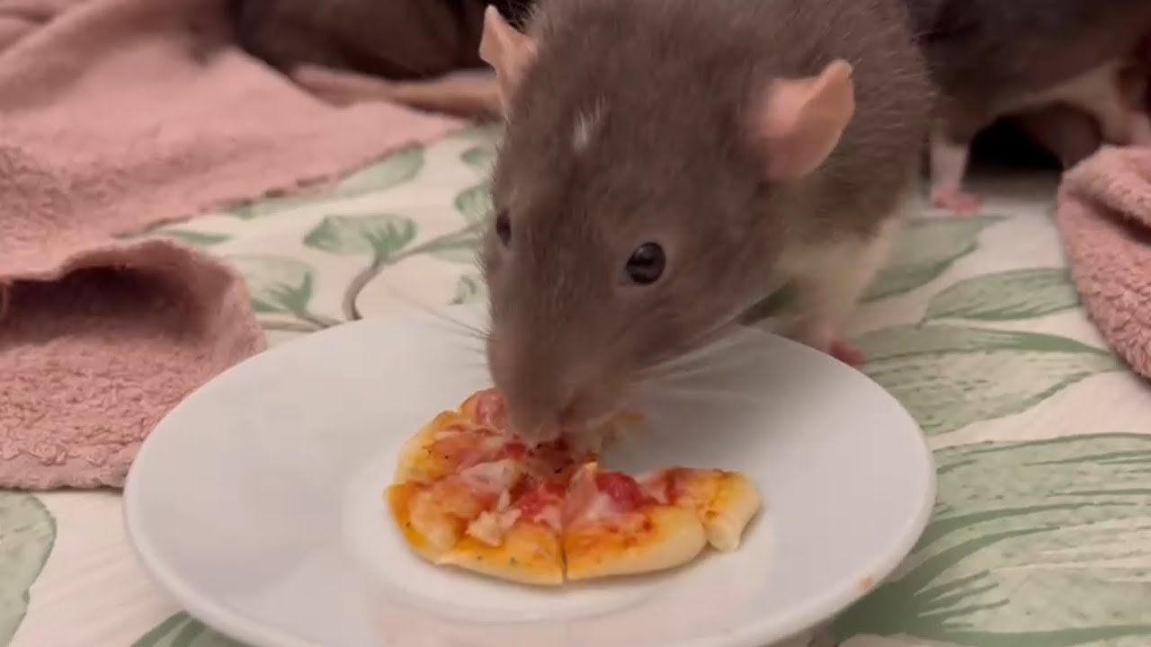 Rats eat the mini pizza - YouTube