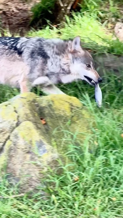 Witness the Struggle of a Hungry Wolf in Nature #wildlife #trending # ...