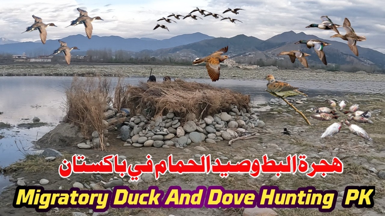 Duck Hunting In Pakistan 2024 | Khabootar Ka Shikar | Dove Hunting ...
