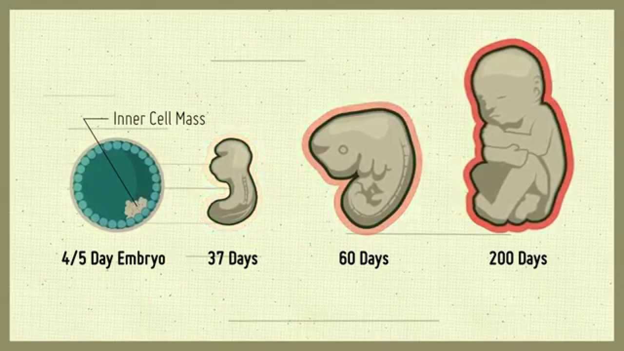 What are embryonic stem cells? Narrated by Dr. Janet Rossant - YouTube