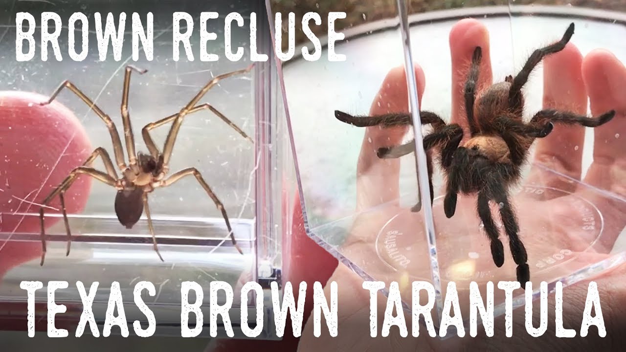 TEXAS-SIZED SPIDERS: Meet a BROWN RECLUSE and a TARANTULA - YouTube