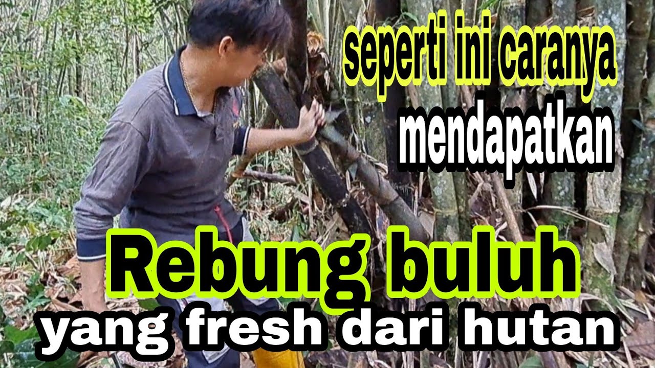 Bamboo Shoot @ Rebung Fresh dari Hutan - YouTube