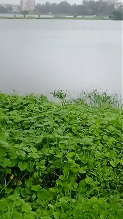 %E0%A4%B8%E0%A4%BE%E0%A4%A6%E0%A5%80_%E0%A4%B8%E0%A5%80%E0%A4%9C%E0%A4 ...