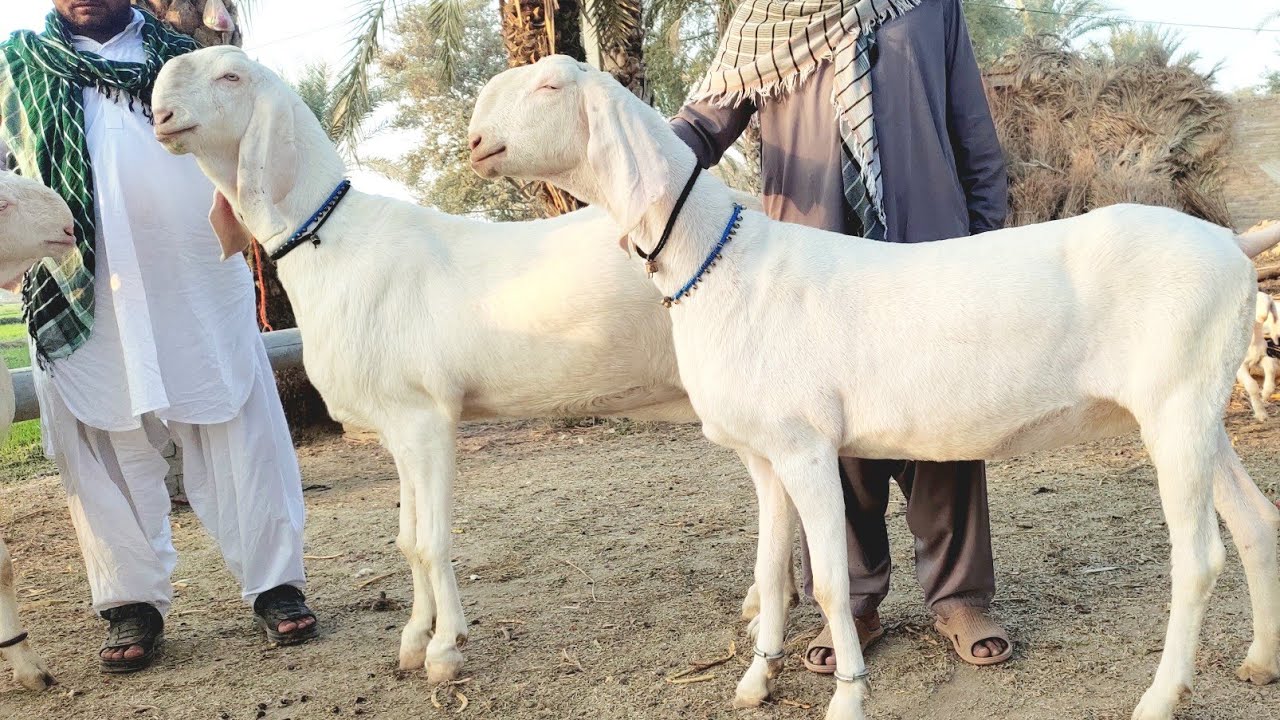 rajan puri bakri pregnant 03114787774 public bismillah goat farm - YouTube