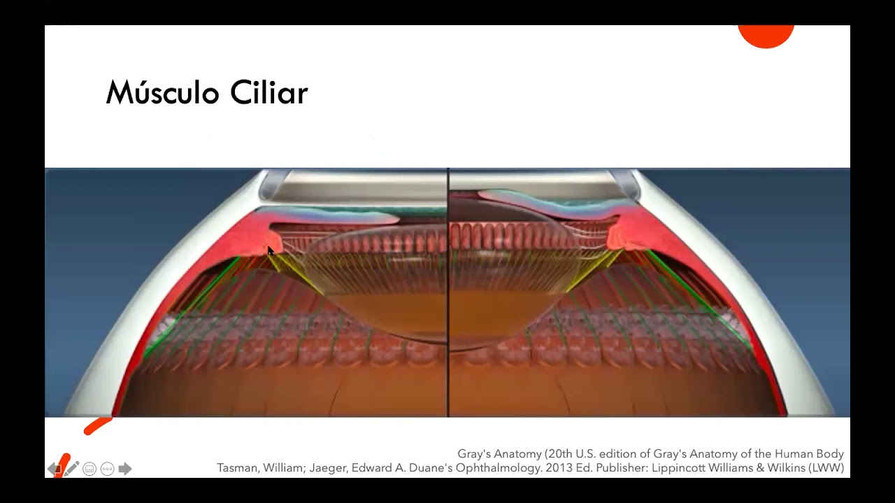 Anatomía Del Cuerpo Ciliar Anatomía Del Ojo | Zohara G. | UDocz