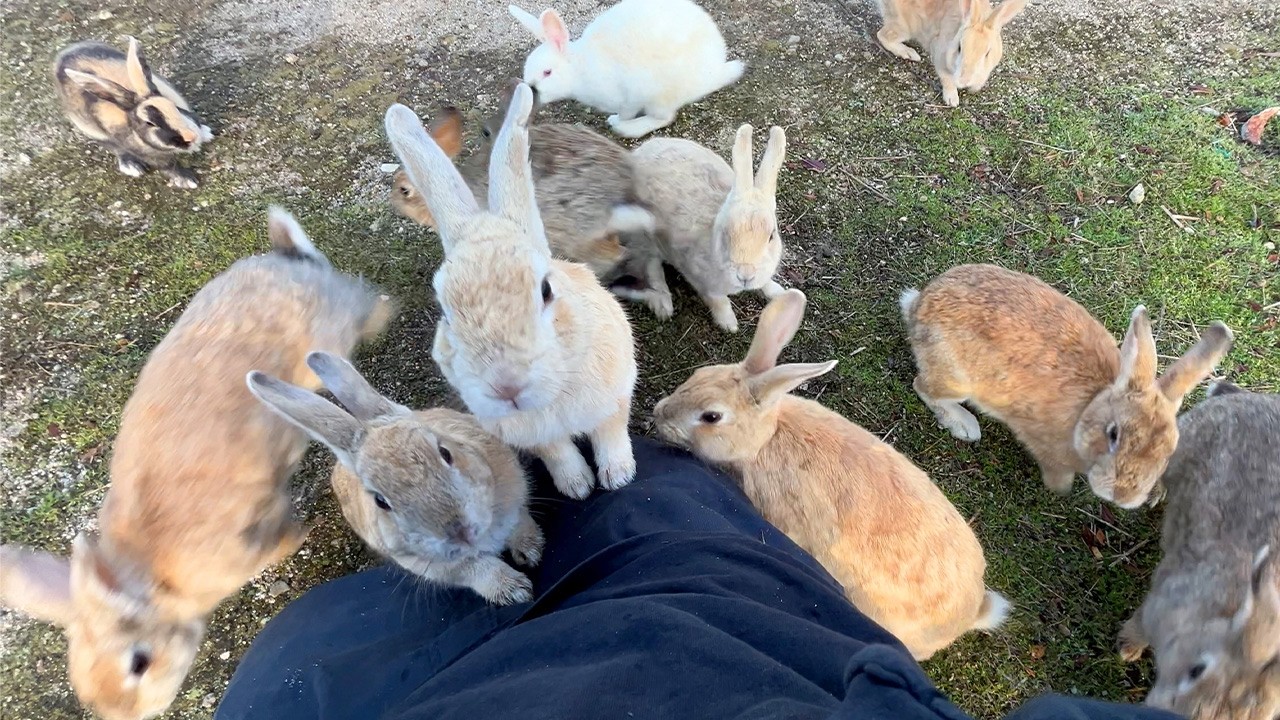 A whopping 600 rabbits! Trip to Japan's Amazing Rabbit Island🐰 - YouTube