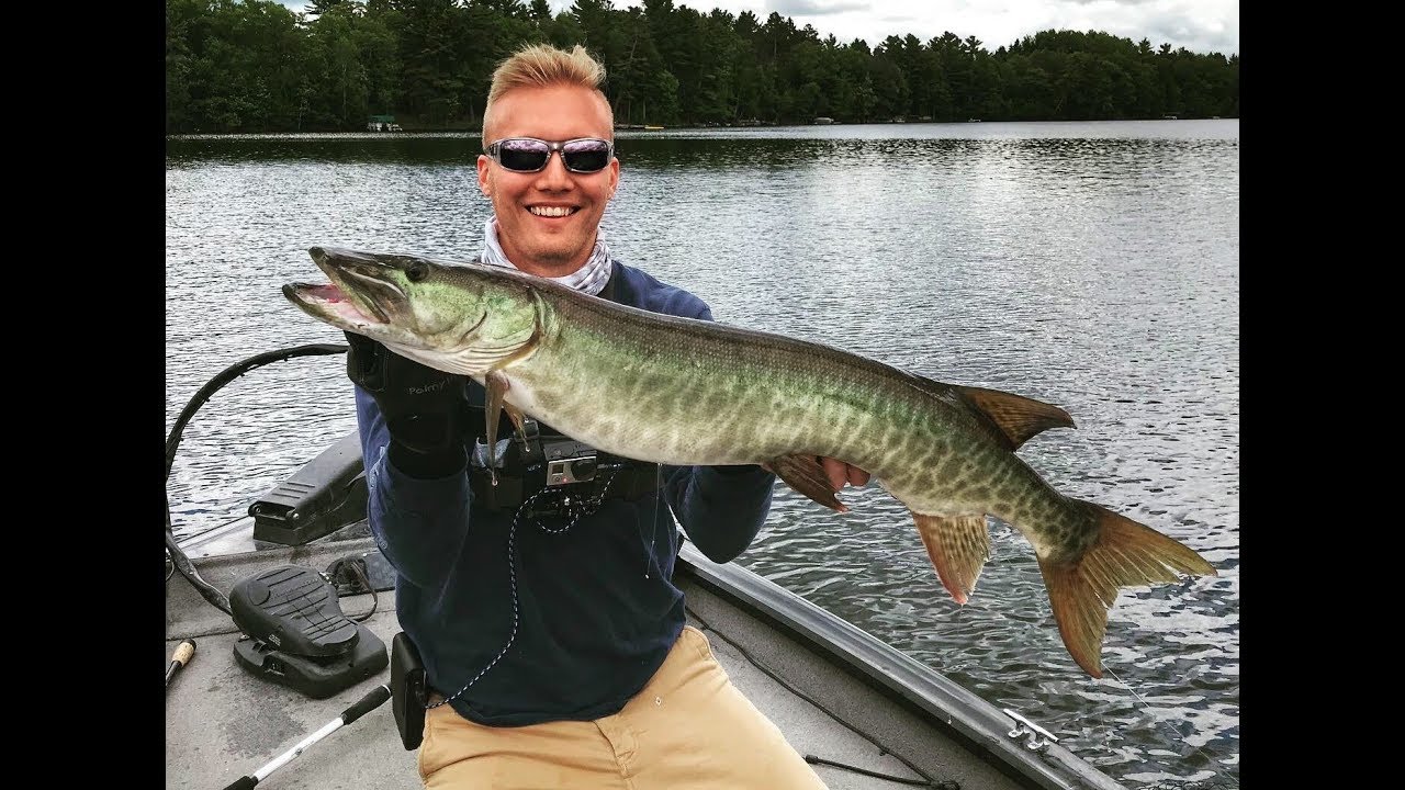 Three Musky Day in WISCONSIN, Muskies Smashing Suicks! - YouTube