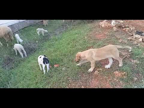 KIZIMA SUPRİZ. İKİZLERİME BİR MAŞALLAH ALIRIZ.
