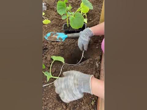 Старое супер средство от болезней для всех культур ️ - YouTube