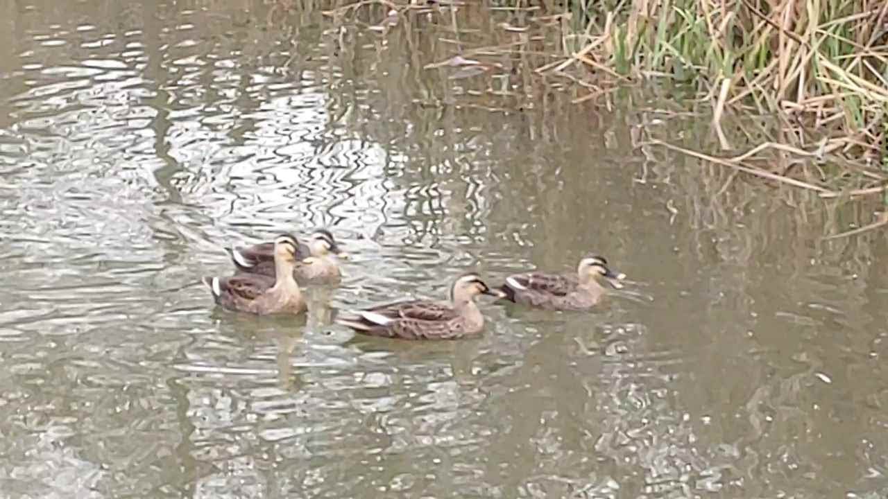 고양이를 쫓아내는 오리duck chasing a cat - YouTube