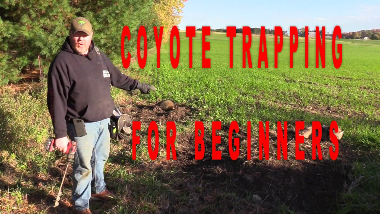 How to trap coyotes for beginner trappers - YouTube
