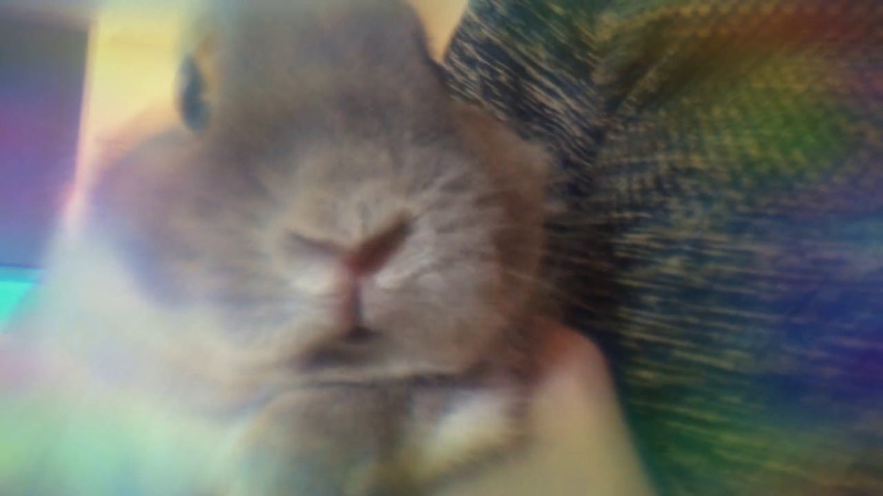 Billy the rabbit early Christmas 🎁 - YouTube