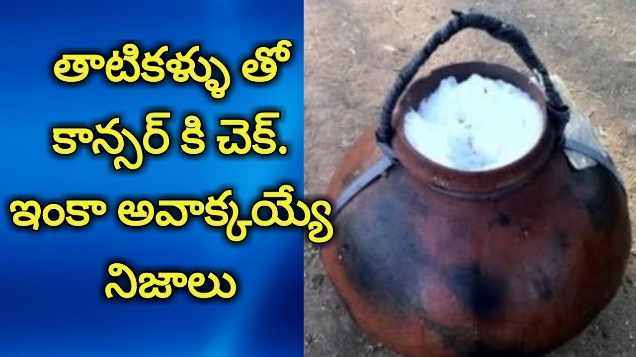 #PalmWine#thatikallu#plustv Amazing Health Benefits of Drinking Palm ...