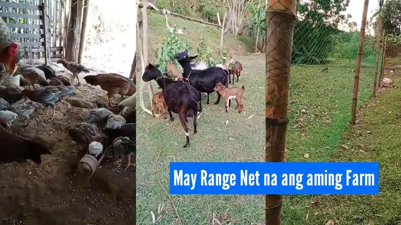 Murang materyales sa pagpapabakod ng farm at ang dami na naming kambing ...
