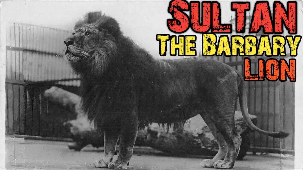 Sultan Barbary Lion