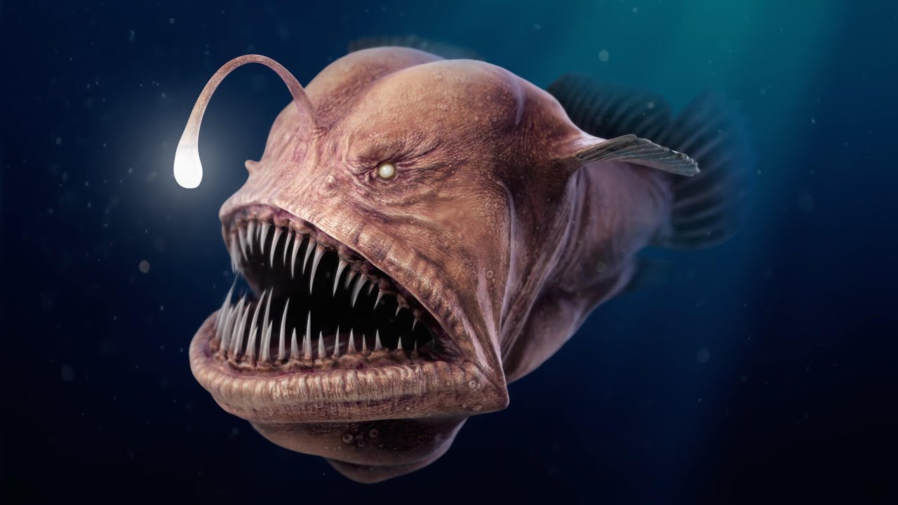 TOP 5 NAJOPASNIJE RIBE NA SVETU - YouTube