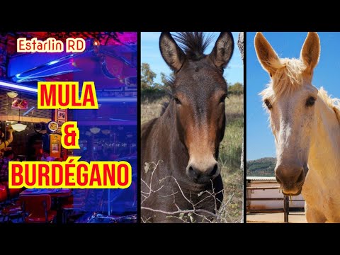 Diferencias Clave entre Asno y Burro - RevistaBiologica.com