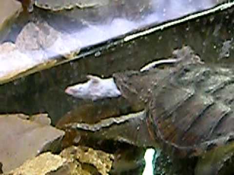 Snapping Turtle VS Mouse - YouTube