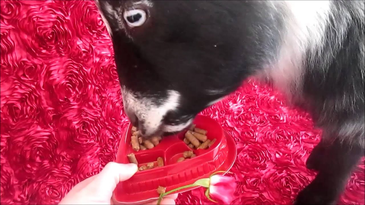 Goats getting Valentine gifts - YouTube