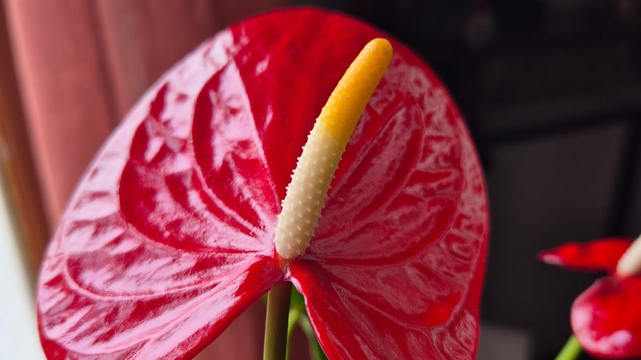 Pruning and trimming away yellowing and dead leaves from the Anthurium ...
