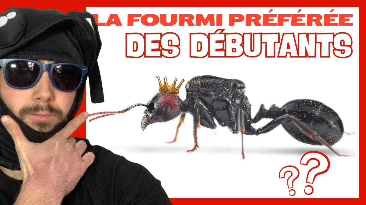 Pourquoi les débutants adorent cette fourmi ? (Messor barbarus) - YouTube