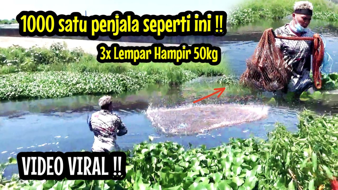 JALA IKAN DENGAN JALA BARU 3 TEBAR HAMPIR 50Kg - YouTube