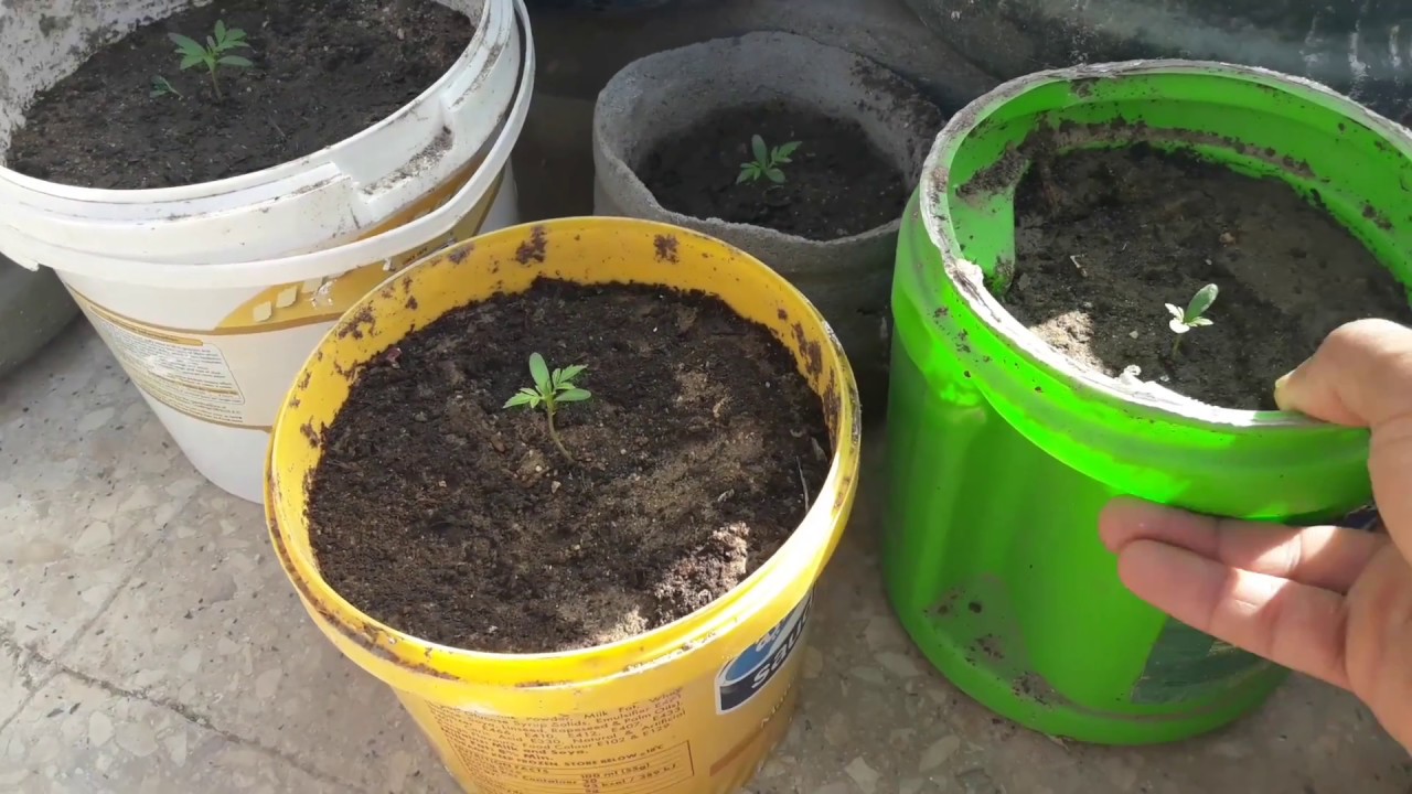 How To Use Waste Material At Garden Best Out Of Waste Material At Garden YouTube how-to-use-waste-material-at-garden-best-out-of-waste-material-at-garden-youtube